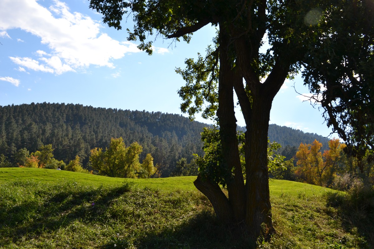 Photo of the Week: Tree – The Pine Needle