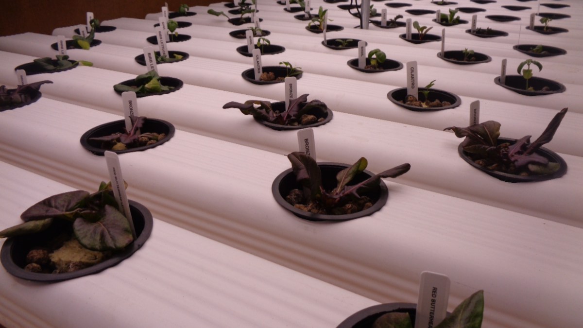 Library Installs New Soil-less Growing System – The Pine Needle